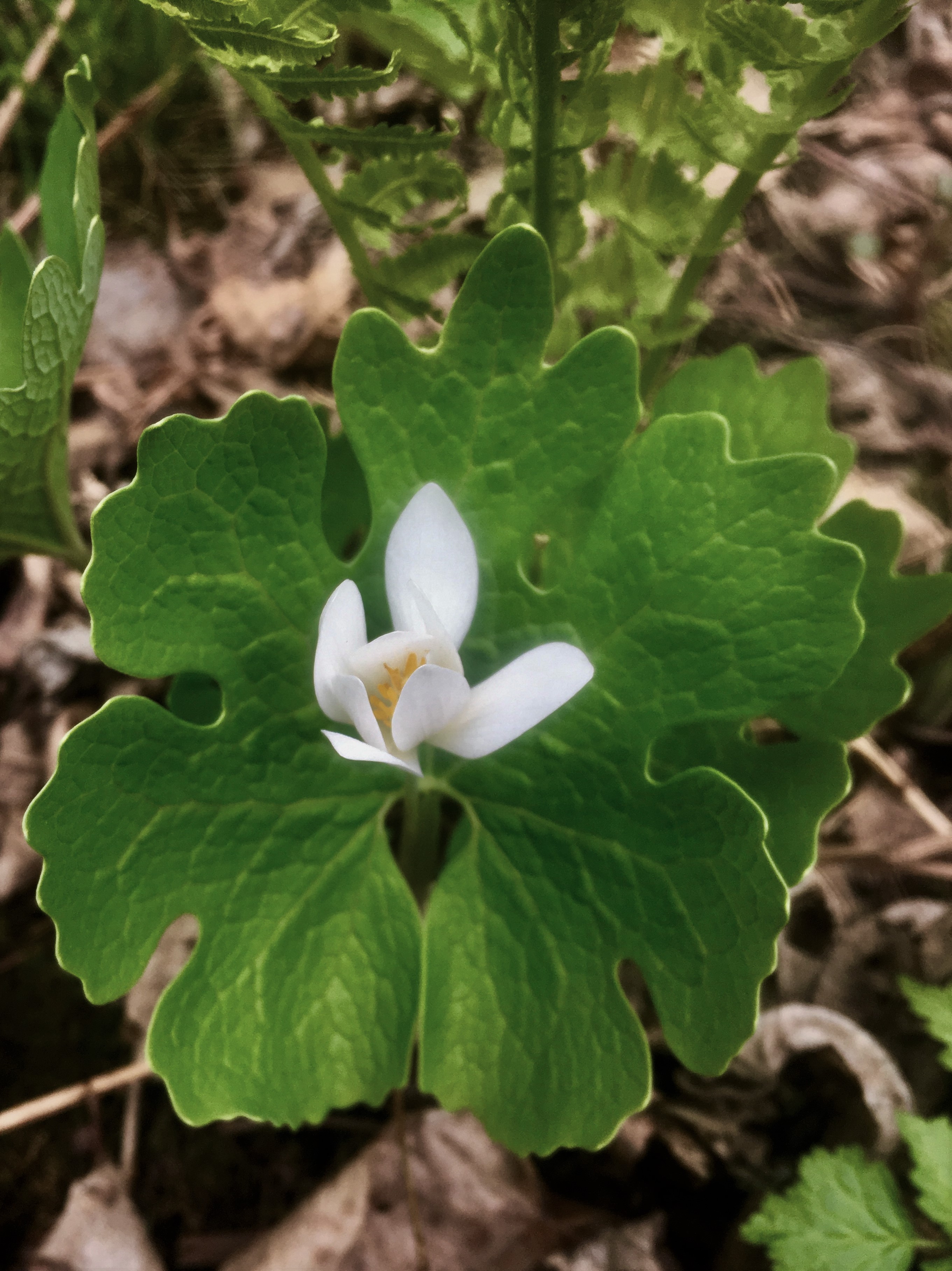 bloodroot – Exploring Edges