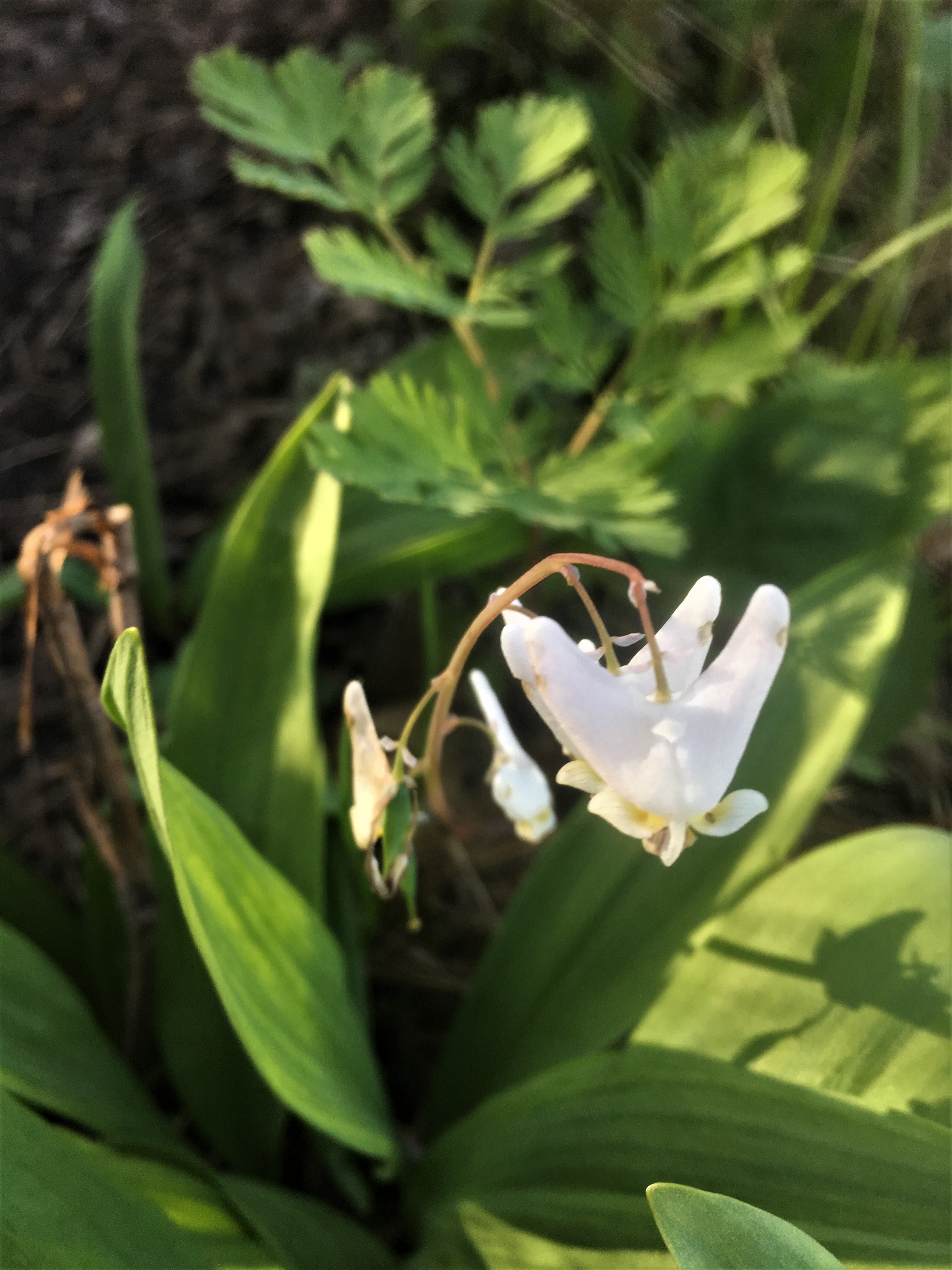 dutchmans britches – Exploring Edges
