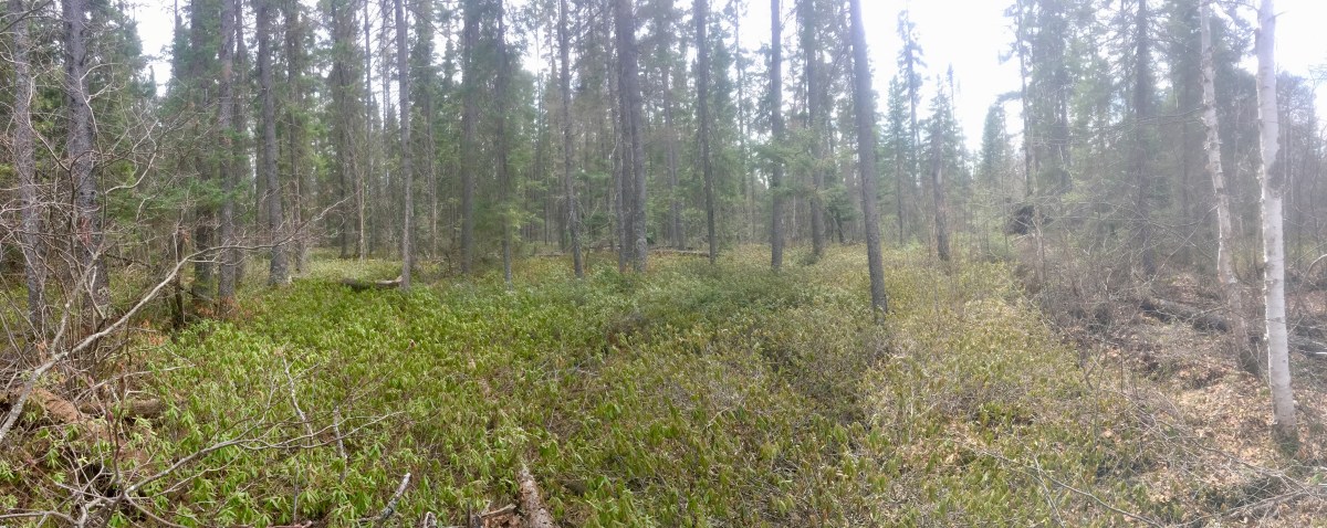 Bushwhacking, Sneezing, and Grouse Poop, Oh My! – Exploring Edges